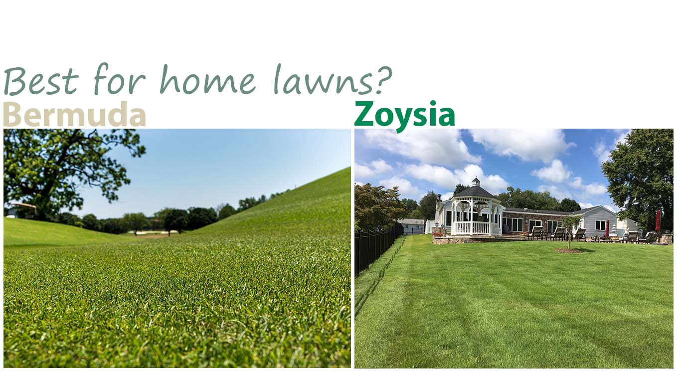 Zoysia Vs Bermudagrass Lawns ZoysiaPlug