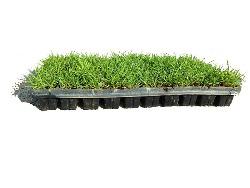 how to make zoysia grass spread